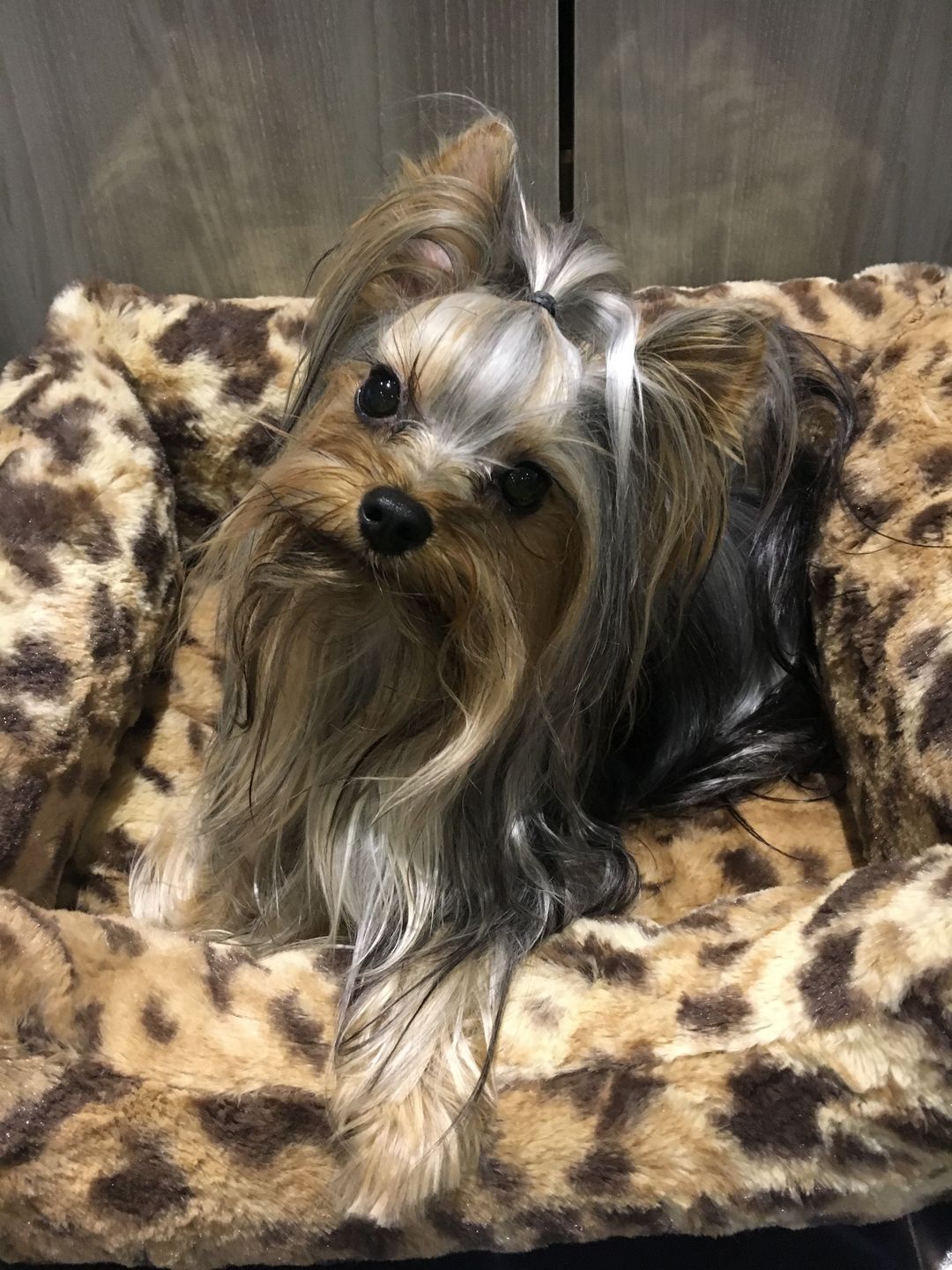 Truman is a 4.7 pound Yorkie who was born on the 4th of July 2018. He ...