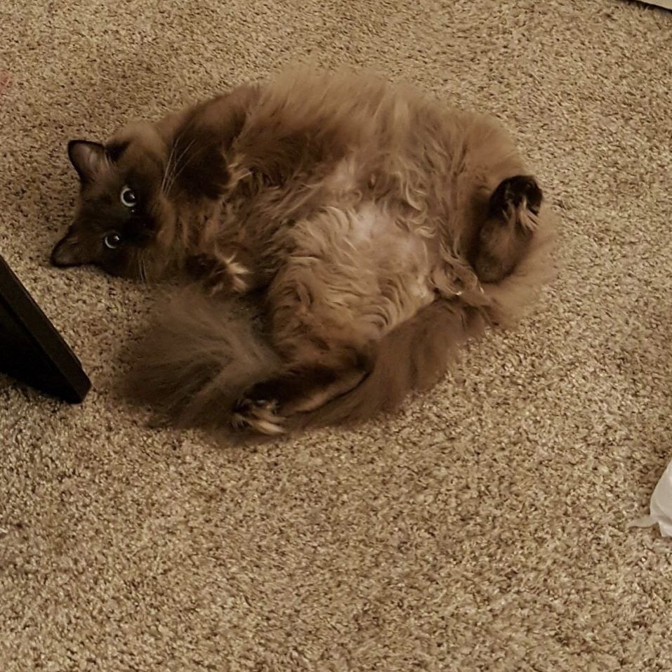Dude - the cat loves these things. Some kind of kitty-crack inside ...