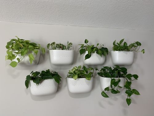 WallyGrow Reviews - 515 Reviews | wallygrow.com