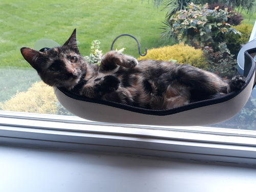 The Purr House Reviews - 42 Reviews | thepurrhouse.com