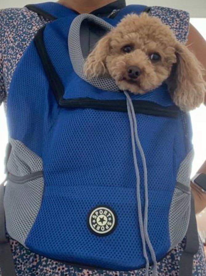 Shipping arrived very fast and with DHL. My dog loved it. Price quality ...