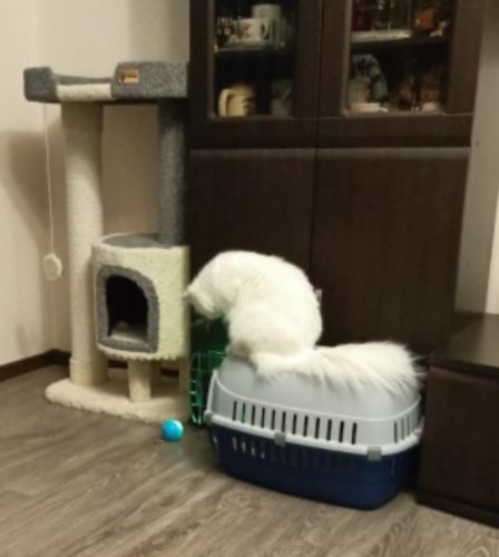 Onlycats™ Official Store Reviews - 31 Reviews | www ...