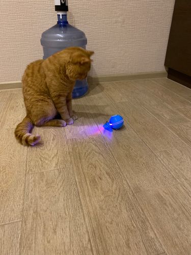 Onlycats™ Official Store Reviews - 31 Reviews | www.onlycatstoreofficial.com