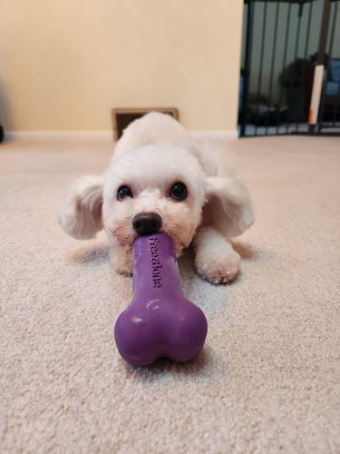 Freezbone Reviews - 354 Reviews | www.freezbone.com