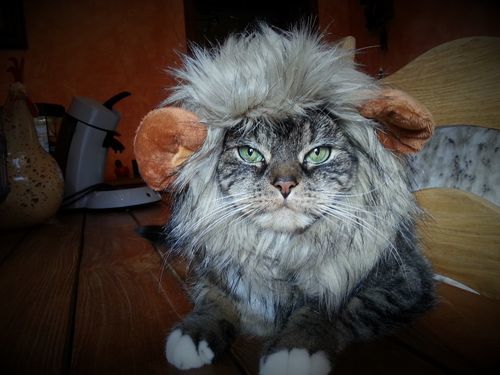 Lion Cat Wig - Mavigadget