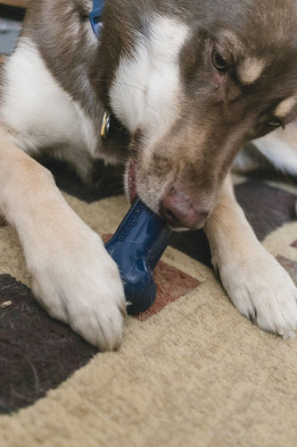 Freezbone Reviews - 377 Reviews | www.freezbone.com