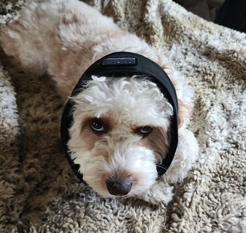 CozyBand Reviews - 2,635 Reviews | www.cozyband.com