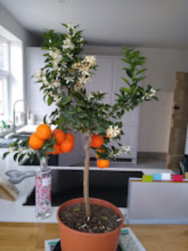 Chinotto Plant