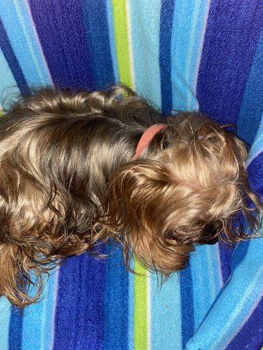 FurLife™ Reviews - 279 Reviews | www.getfurlife.co