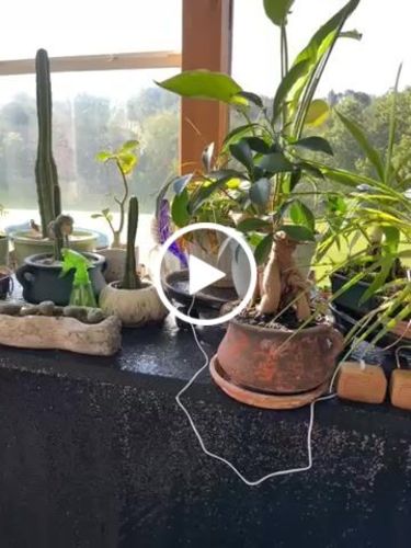 PlantWave Reviews - 124 Reviews | plantwave.com