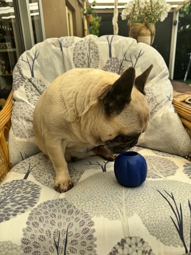 Schnuzzle Pty Ltd Reviews - 266 Reviews | schnuzzle.com