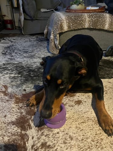 Freezbone Reviews - 1,697 Reviews | www.freezbone.com