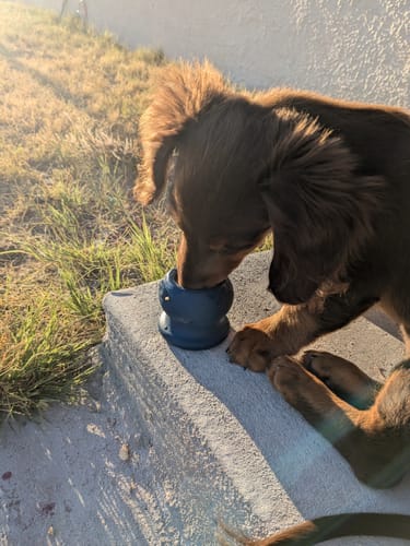 Freezbone Reviews - 1,301 Reviews | www.freezbone.com