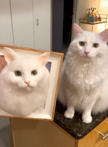 My Woolever Friend Reviews - 189 Reviews | mywooleverfriend.com