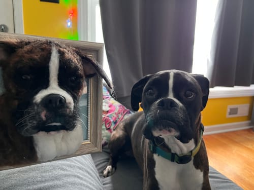 My Woolever Friend Reviews - 189 Reviews | mywooleverfriend.com