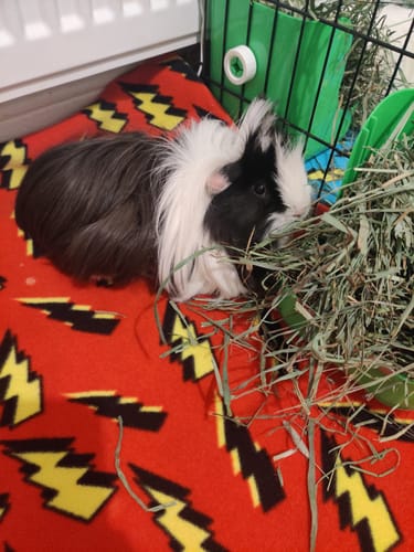 Hay Box Reviews - 13,052 Reviews | haybox.club