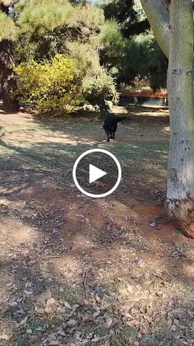 Camelus Reviews - 1,715 Reviews | camelus.co.za