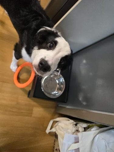 Snappy Pets Recensioni - 6 Recensioni | snappy-pets.com