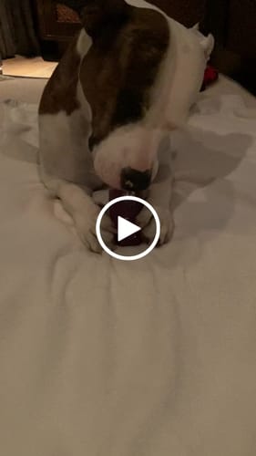 Freezbone Reviews - 2,046 Reviews | www.freezbone.com