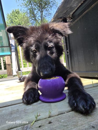 Freezbone Reviews - 2,003 Reviews | www.freezbone.com