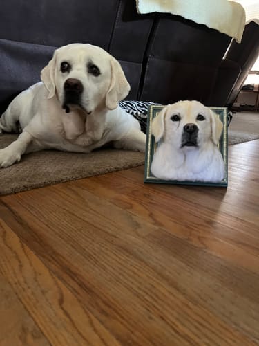 My Woolever Friend Reviews - 189 Reviews | mywooleverfriend.com