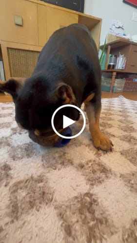 Schnuzzle Pty Ltd Reviews - 266 Reviews | schnuzzle.com