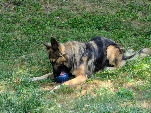 Freezbone Reviews - 2,003 Reviews | www.freezbone.com