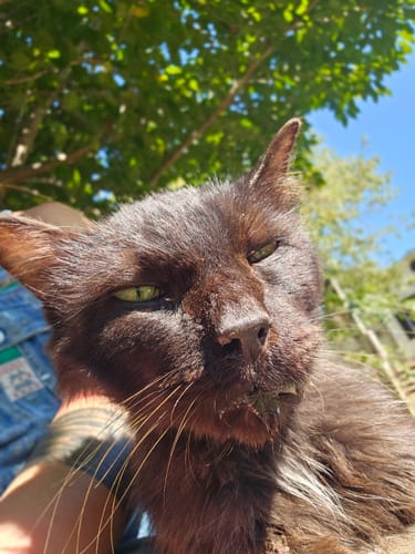 Doc Clemens Remedies Reviews - 259 Reviews | docclemens.com