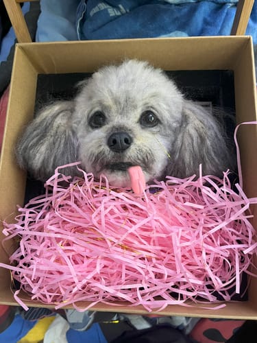 My Woolever Friend Reviews - 189 Reviews | mywooleverfriend.com