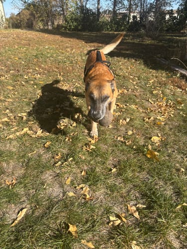 Wag Wize Reviews - 222 Reviews | wagwize.com