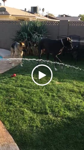 Wag Wize Reviews - 243 Reviews | wagwize.com