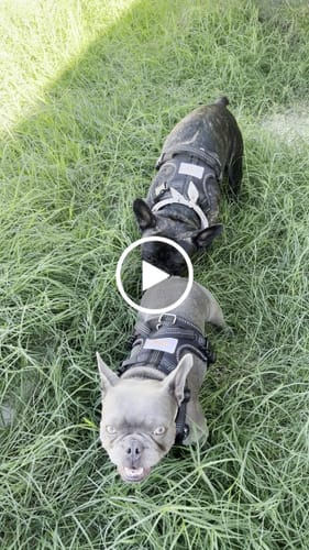 Wag Wize Reviews - 243 Reviews | wagwize.com