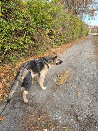 Wag Wize Reviews - 243 Reviews | wagwize.com