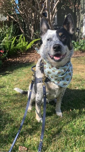 Pup Labs Reviews - 4,117 Reviews | puplabs.com