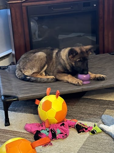 Freezbone Reviews - 1,797 Reviews | www.freezbone.com