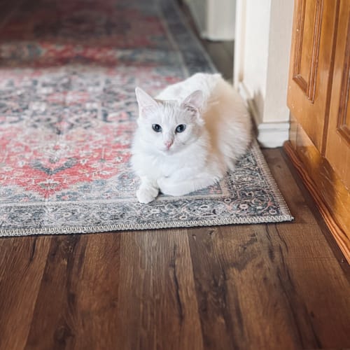 Doc Clemens Remedies Reviews - 259 Reviews | docclemens.com