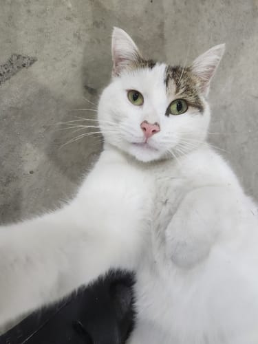 Doc Clemens Remedies Reviews - 259 Reviews | docclemens.com