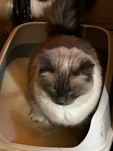 Fit Litter Reviews - 4,233 Reviews | fitlitter.co.uk