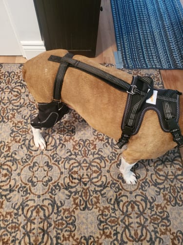 Wag Wize Reviews - 243 Reviews | wagwize.com