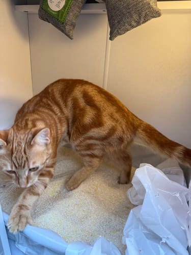 Fit Litter Reviews - 2,731 Reviews | fitlitter.co.uk