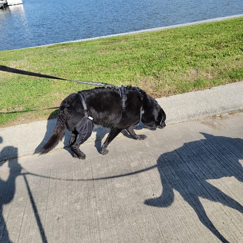 Wag Wize Reviews - 243 Reviews | wagwize.com