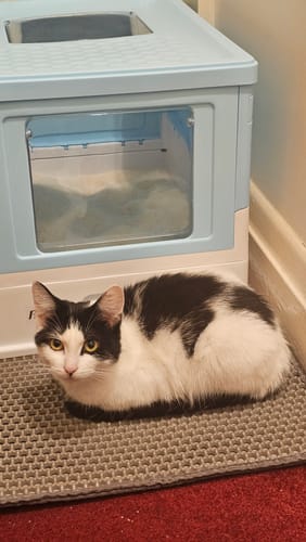 Fit Litter Reviews - 2,731 Reviews | fitlitter.co.uk