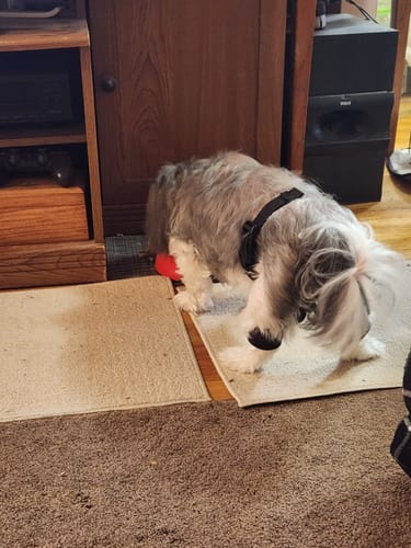 Wag Wize Reviews - 243 Reviews | wagwize.com