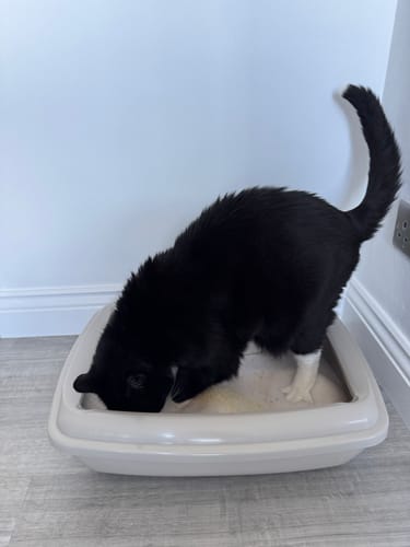 Fit Litter Reviews - 4,233 Reviews | fitlitter.co.uk