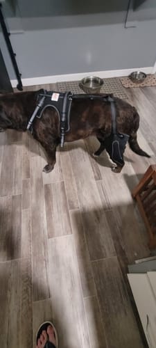 Wag Wize Reviews - 243 Reviews | wagwize.com