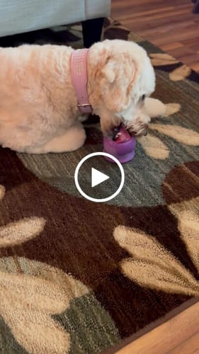 Freezbone Reviews - 2,046 Reviews | www.freezbone.com