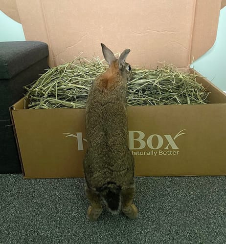 Hay Box Reviews - 13,052 Reviews | haybox.club