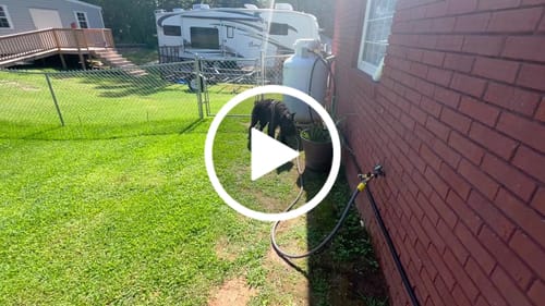 Wag Wize Reviews - 243 Reviews | wagwize.com