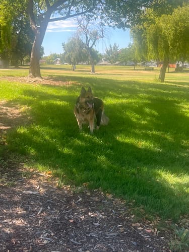 Wag Wize Reviews - 243 Reviews | wagwize.com