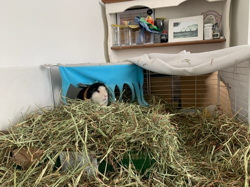 Hay Box Reviews - 13,052 Reviews | haybox.club